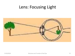 eye_structure_and_function_science__8.ppt