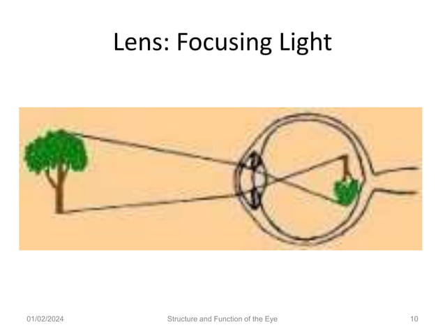 eye_structure_and_function_science__8.ppt