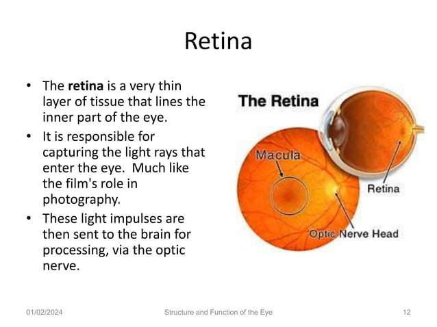 eye_structure_and_function_science__8.ppt