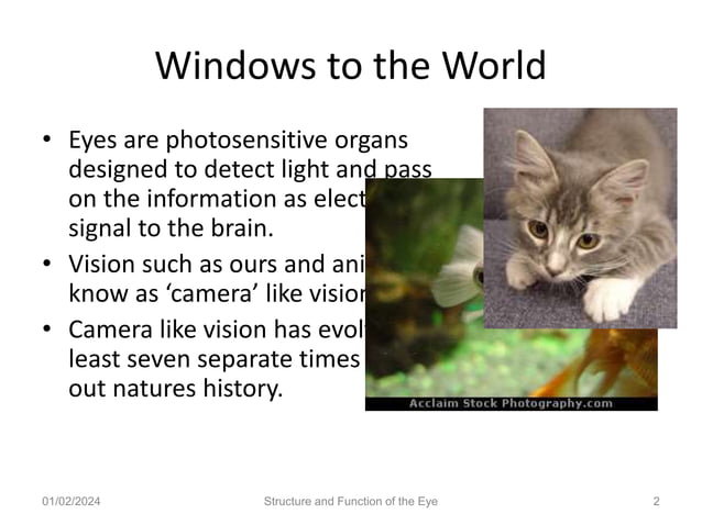 eye_structure_and_function_science__8.ppt