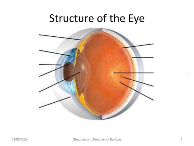 eye_structure_and_function_science__8.ppt