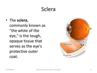 eye_structure_and_function_science__8.ppt