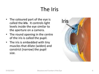 eye_structure_and_function_science__8.ppt
