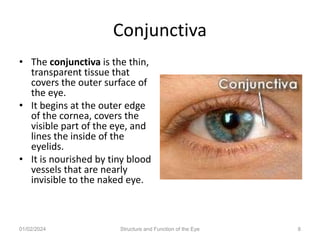 eye_structure_and_function_science__8.ppt
