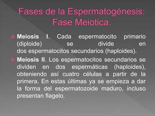 Presentación de espermatogenesis y ovogenesis | PDF