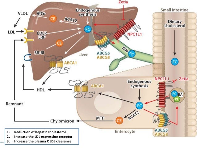 Ezetimibe