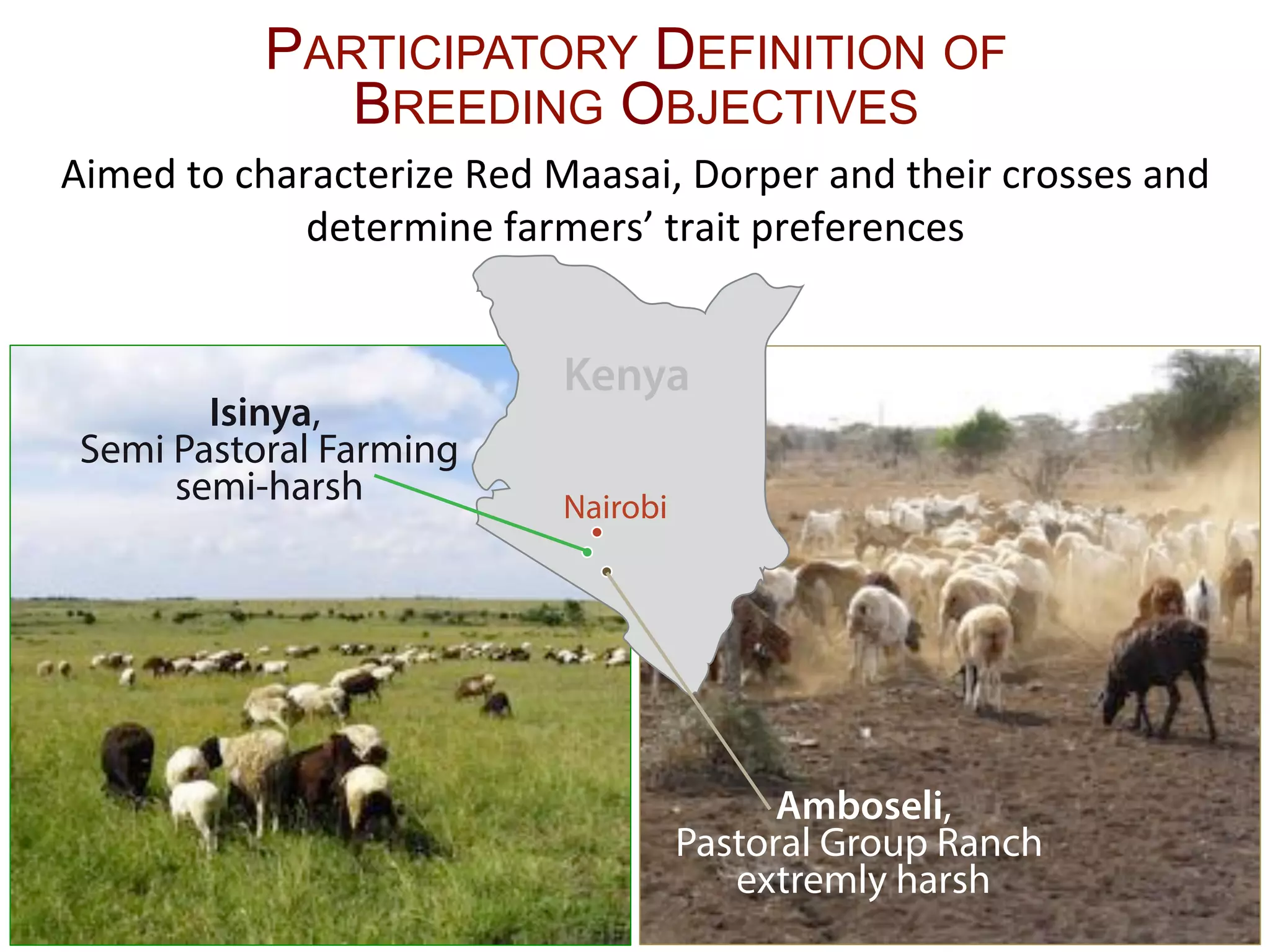Breeding Programme and Infrastructure - The Case of Red Maasai Sheep in ...