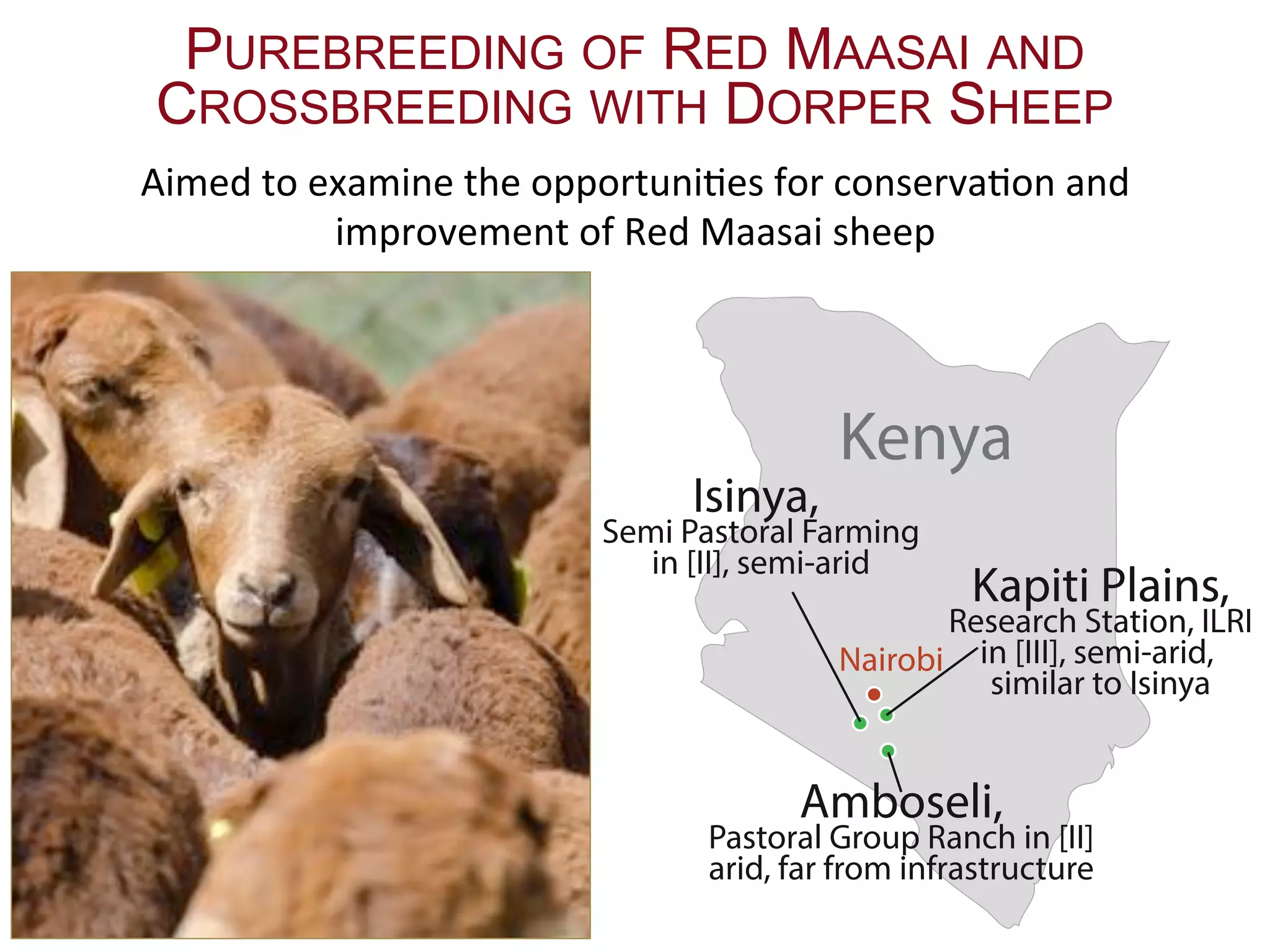 Breeding Programme and Infrastructure - The Case of Red Maasai Sheep in ...