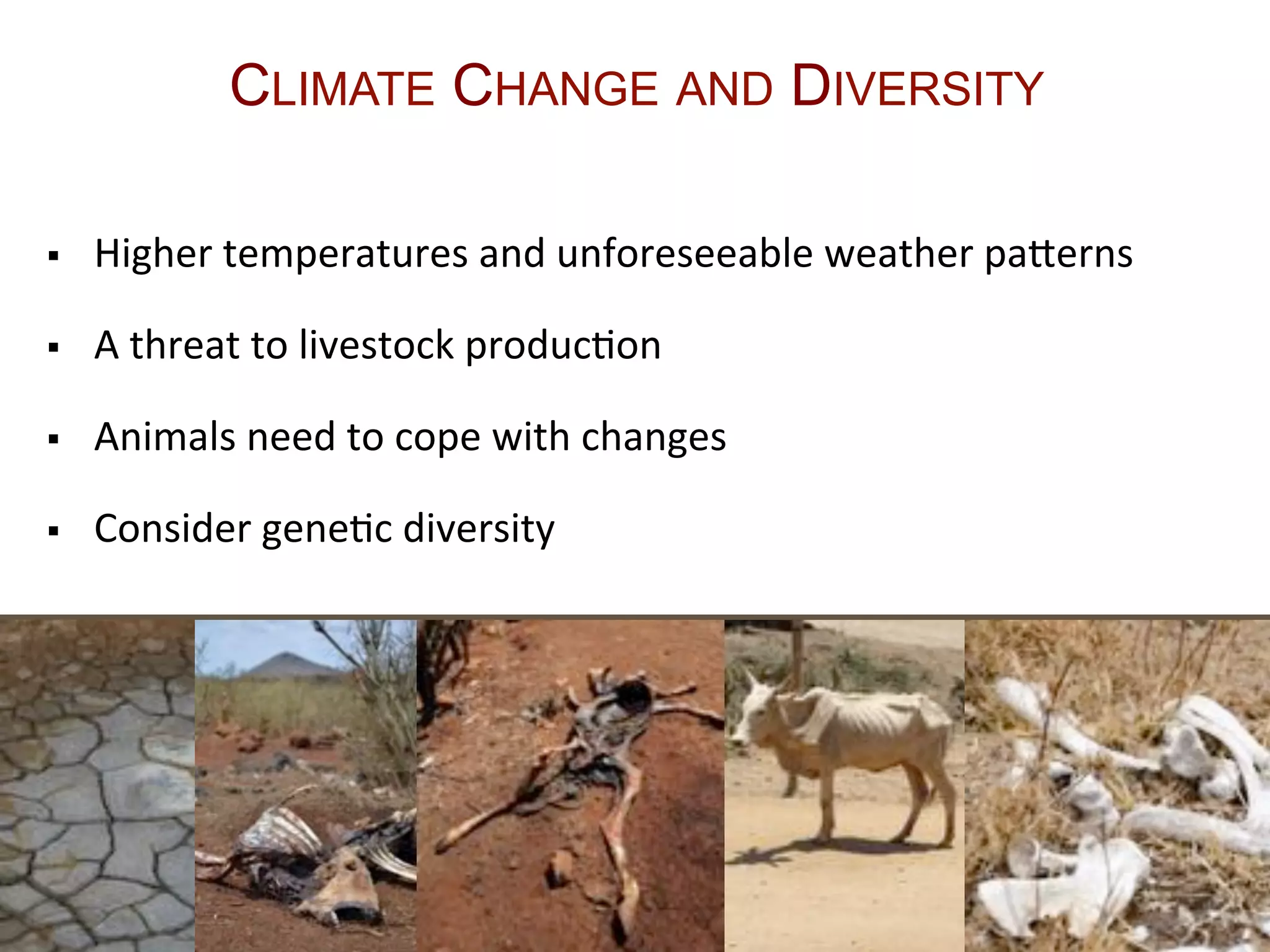 Breeding Programme and Infrastructure - The Case of Red Maasai Sheep in ...