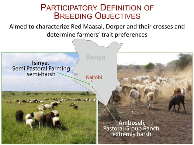 Breeding Programme and Infrastructure - The Case of Red Maasai Sheep in ...