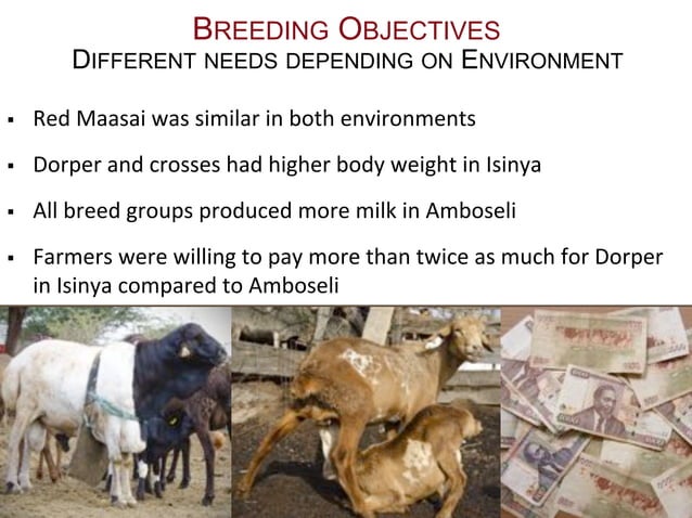 Breeding Programme and Infrastructure - The Case of Red Maasai Sheep in ...