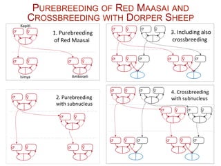 Breeding Programme and Infrastructure - The Case of Red Maasai Sheep in ...