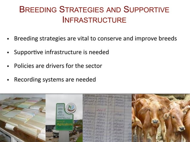 Breeding Programme and Infrastructure - The Case of Red Maasai Sheep in ...