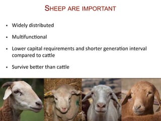 Breeding Programme and Infrastructure - The Case of Red Maasai Sheep in ...