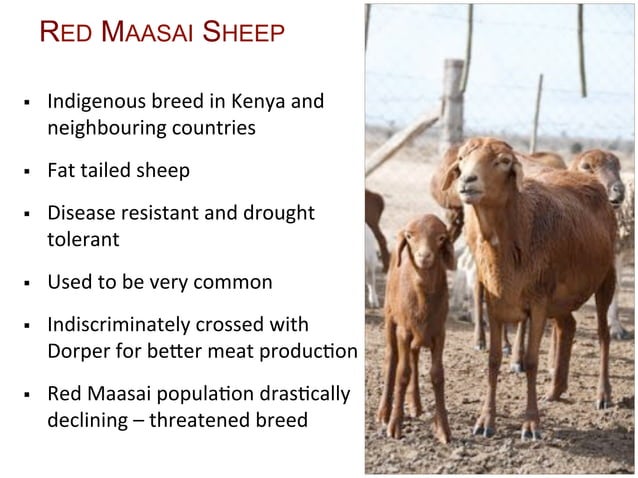 Breeding Programme and Infrastructure - The Case of Red Maasai Sheep in ...
