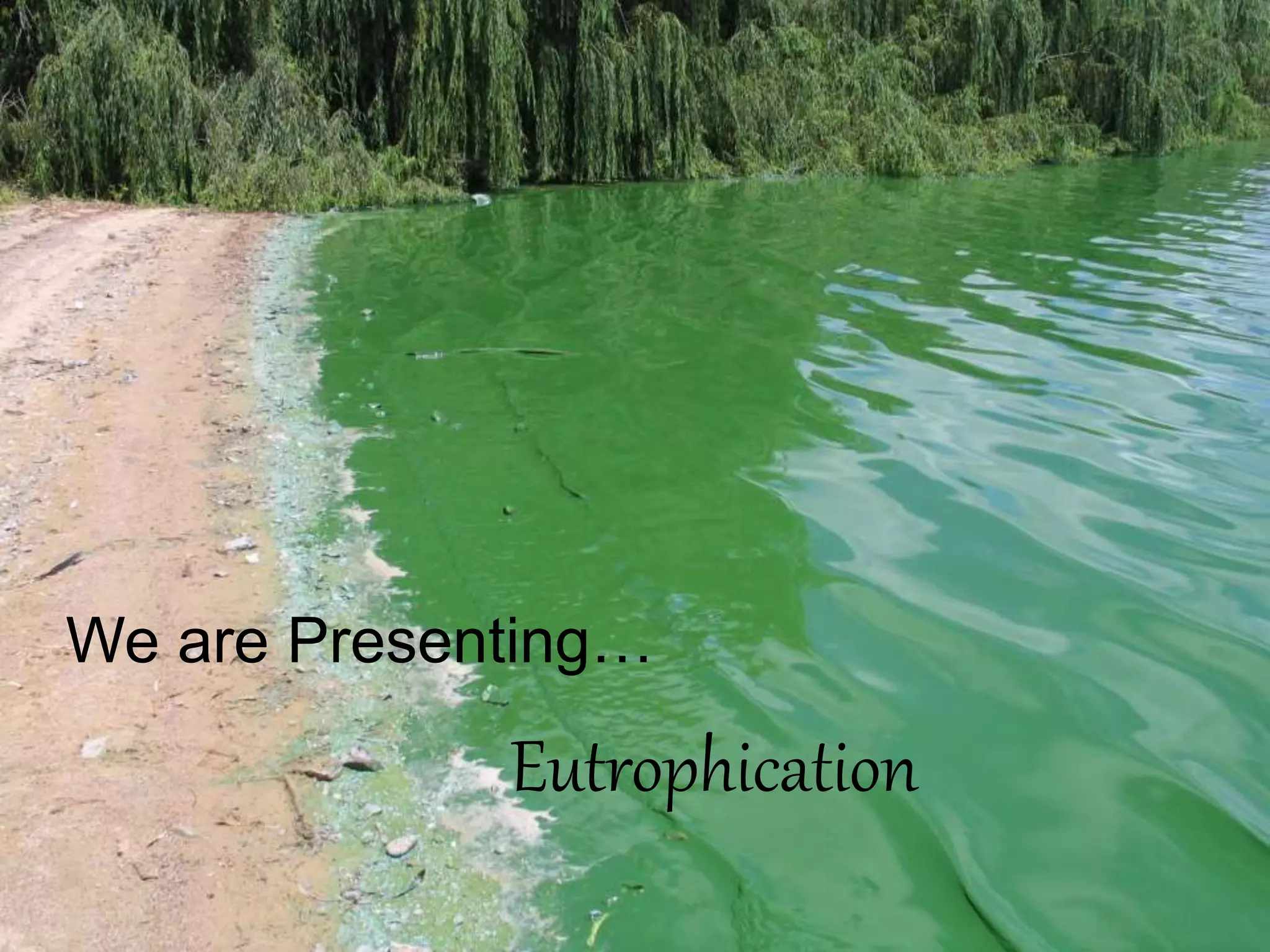 Eutrophication & the Process of Eutrophication | PPTX