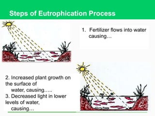 Eutrophication & the Process of Eutrophication | PPTX