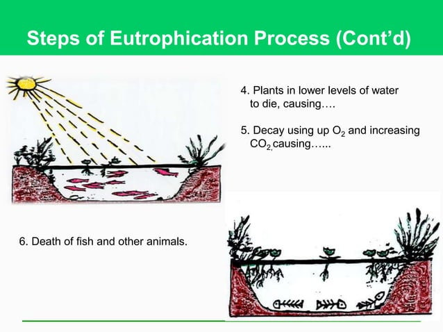 Eutrophication & the Process of Eutrophication | PPTX | Science