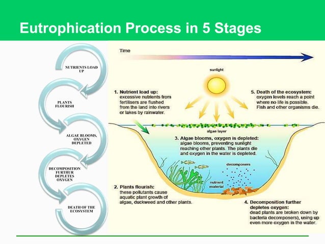Eutrophication & the Process of Eutrophication | PPTX | Science