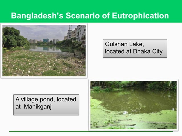 Eutrophication & the Process of Eutrophication | PPTX | Science