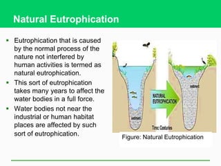 Cultural Eutrophication Diagram