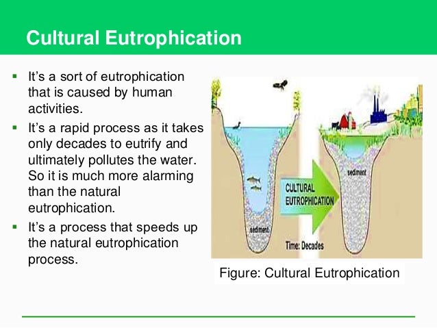 Cultural Eutrophication Diagram