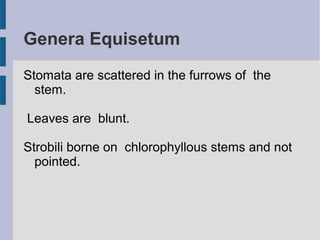family Equisetaceae | PPT