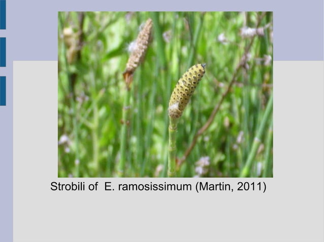 family Equisetaceae | PPT