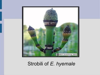 family Equisetaceae | PPT