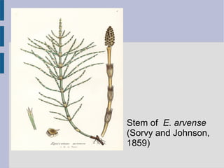 family Equisetaceae | PPT