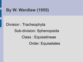 family Equisetaceae | PPT