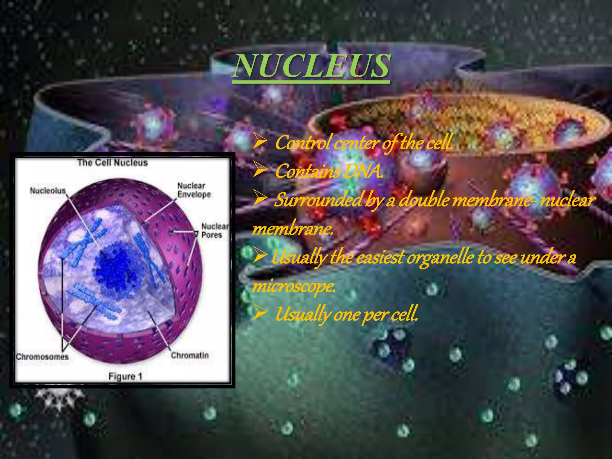 Cell Organelles with a cell song | PPTX | Biological Sciences | Science