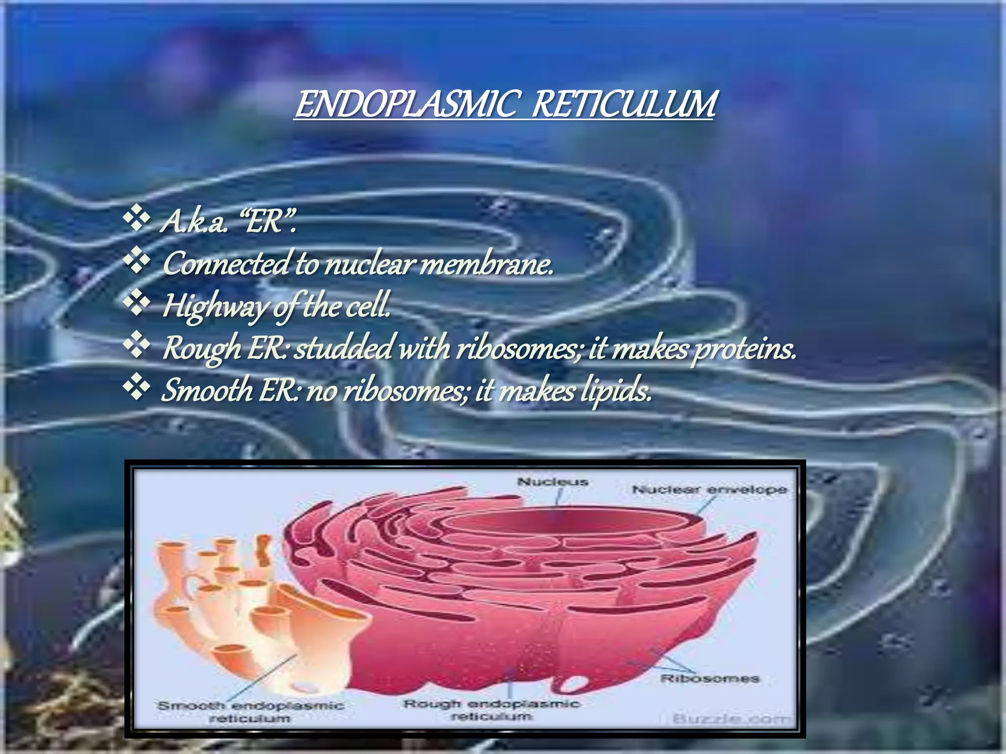 Cell Organelles with a cell song | PPTX | Biological Sciences | Science