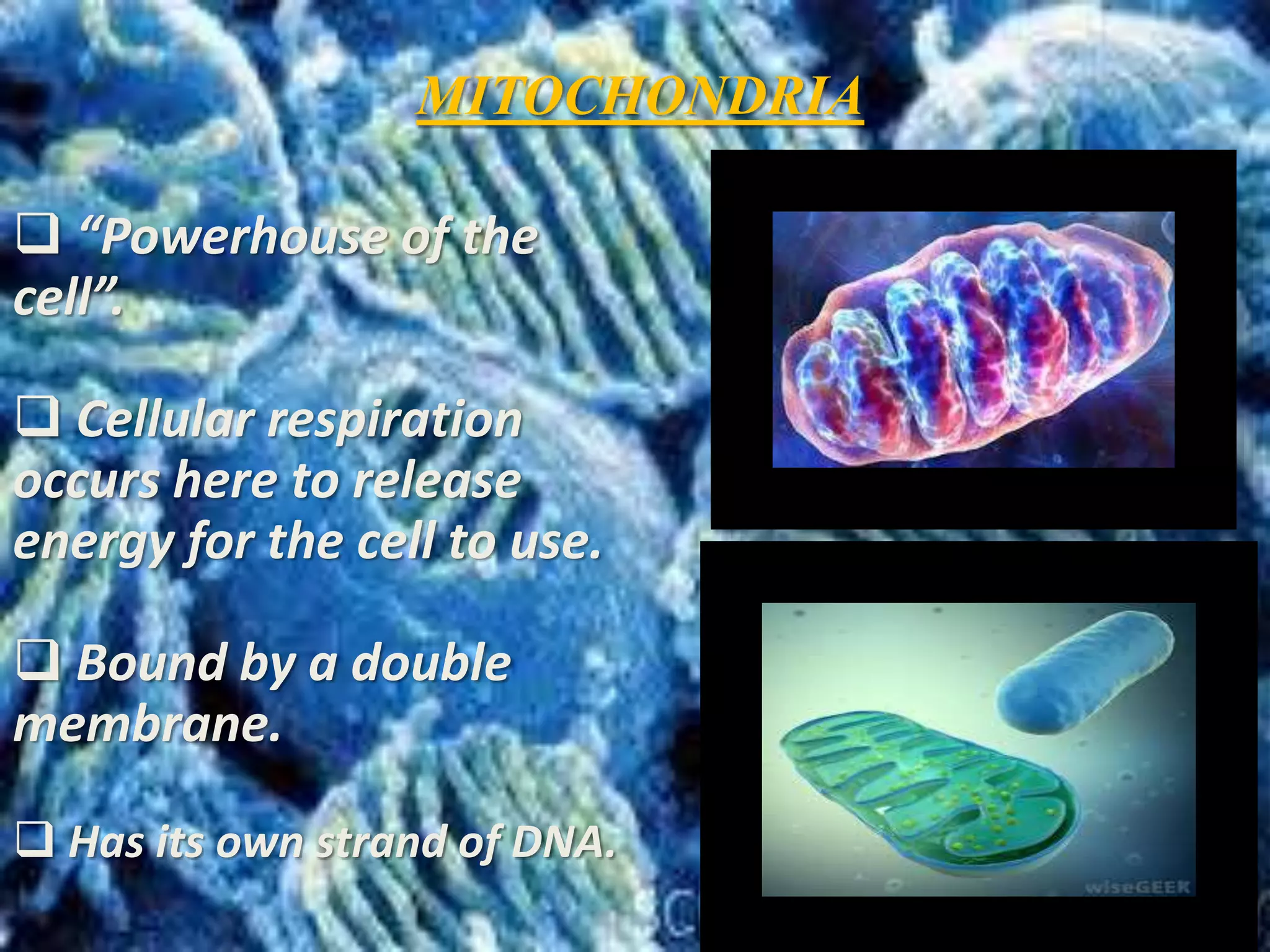 Cell Organelles with a cell song | PPTX | Biological Sciences | Science