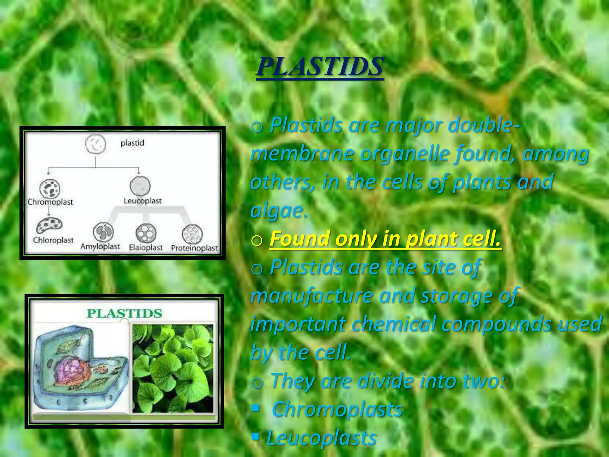 Cell Organelles with a cell song | PPTX | Biological Sciences | Science