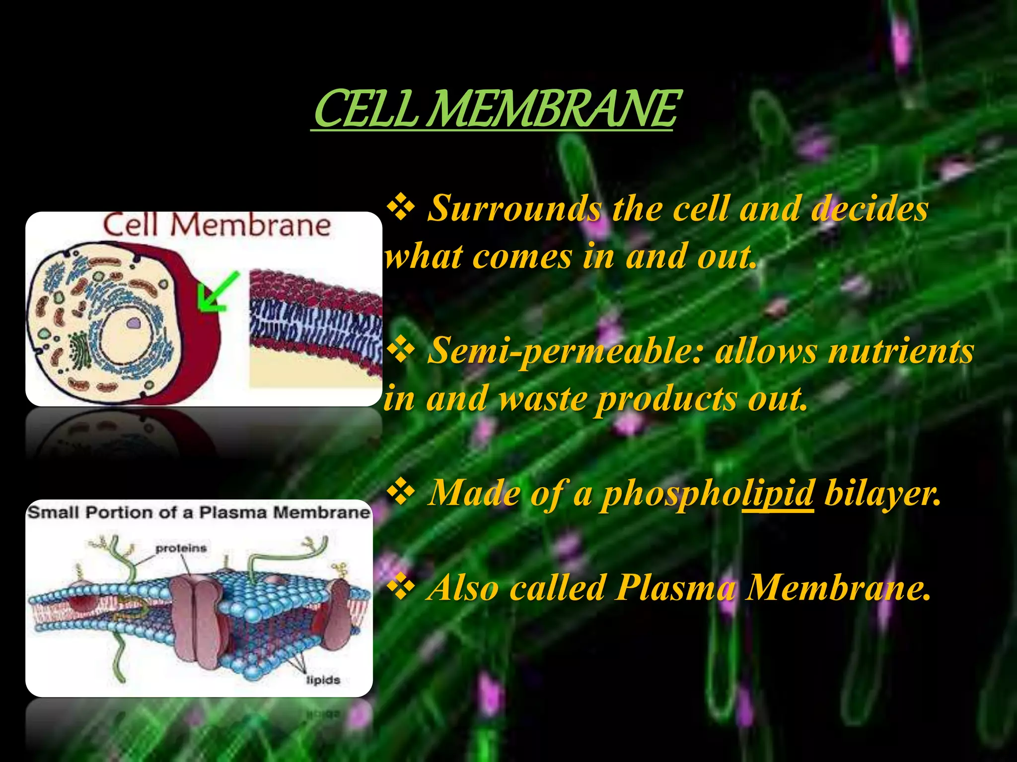 Cell Organelles with a cell song | PPTX | Biological Sciences | Science