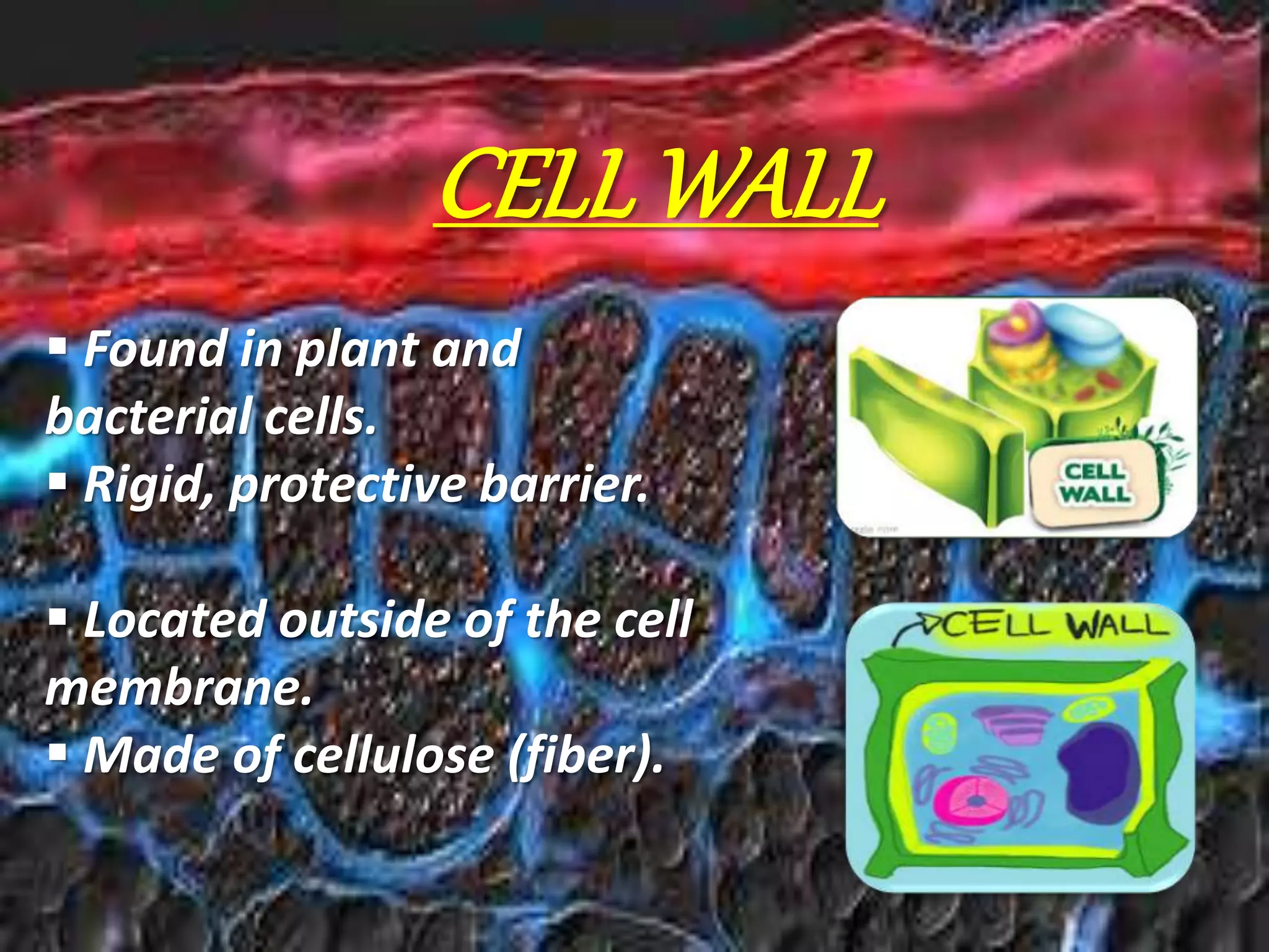 Cell Organelles with a cell song | PPTX | Biological Sciences | Science