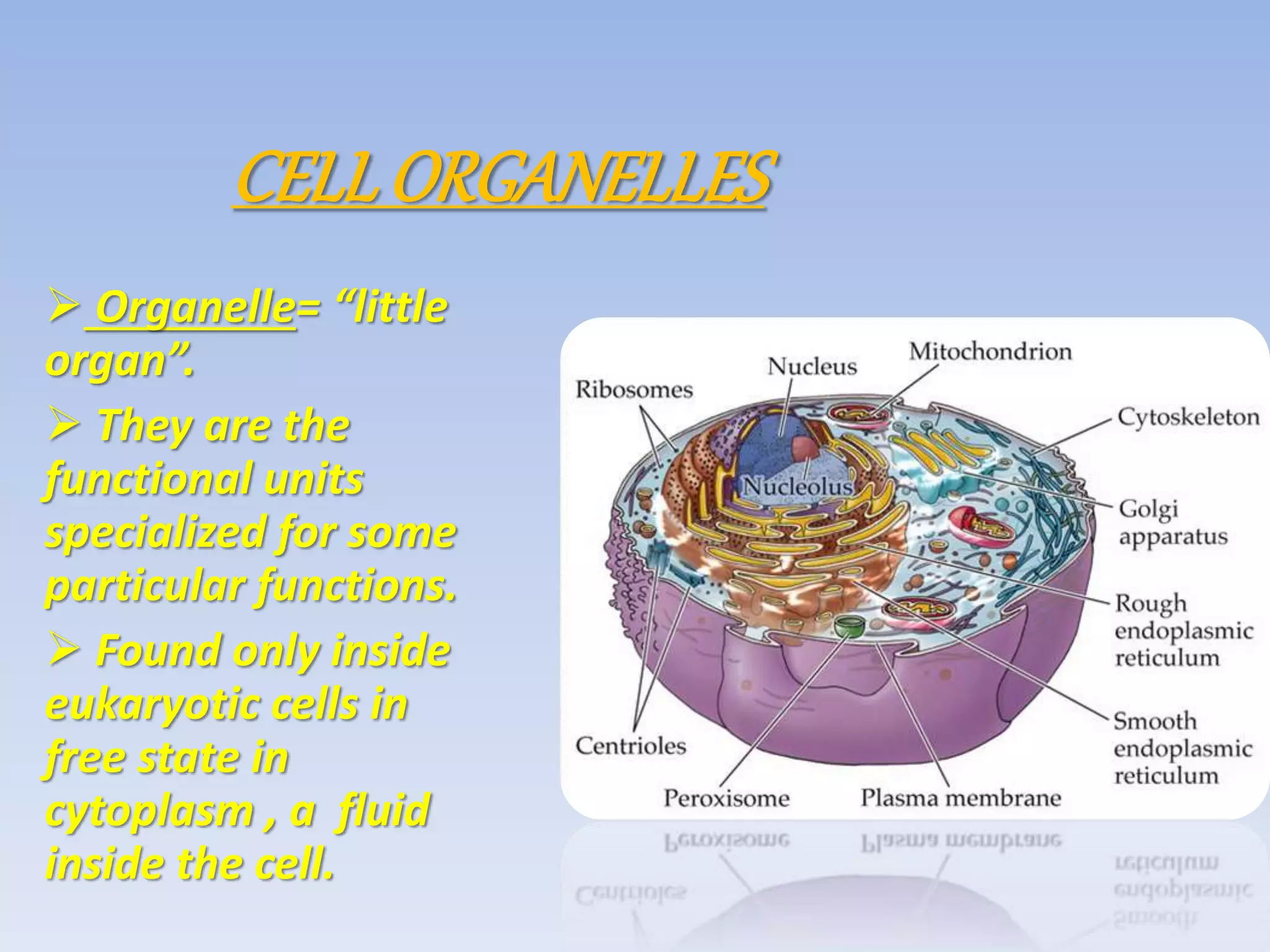 Cell Organelles with a cell song | PPTX | Biological Sciences | Science