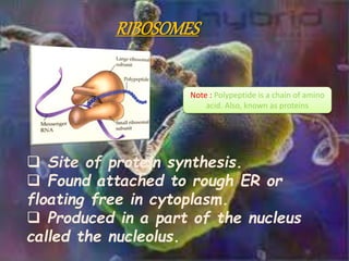 Cell Organelles with a cell song | PPTX
