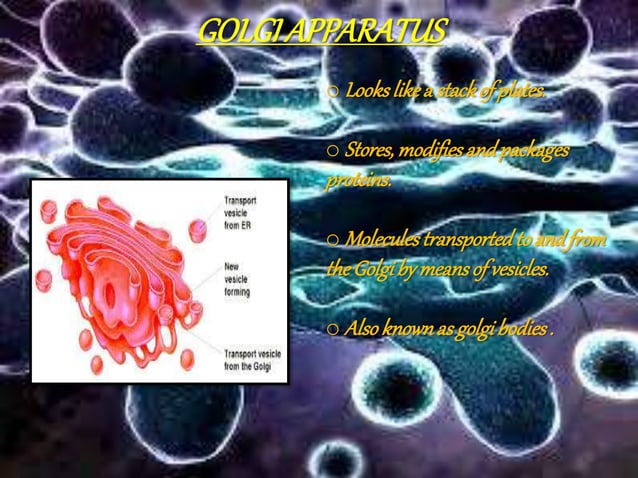 Cell Organelles with a cell song | PPTX | Biological Sciences | Science