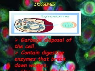 Cell Organelles with a cell song | PPTX | Biological Sciences | Science