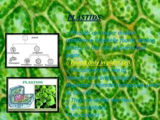 Cell Organelles with a cell song | PPTX | Biological Sciences | Science