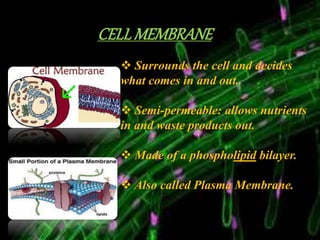 Cell Organelles with a cell song | PPTX | Biological Sciences | Science