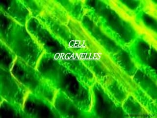 Cell Organelles with a cell song | PPTX | Biological Sciences | Science