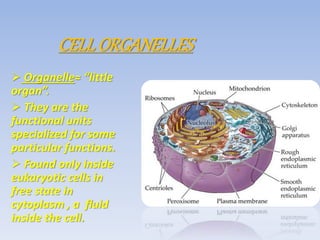 Cell Organelles with a cell song | PPTX | Biological Sciences | Science