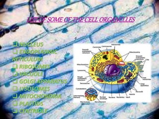 Cell Organelles with a cell song | PPTX