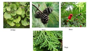 Plant Life & Utilizations | PPT