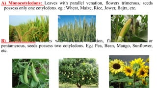 Plant Life & Utilizations | PPT