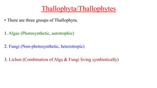 Plant Life & Utilizations | PPT