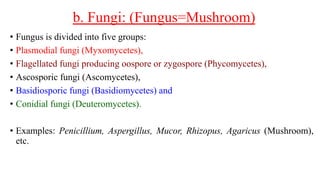 Plant Life & Utilizations | PPT